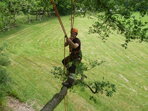 Branch-walking - Kingswood Training