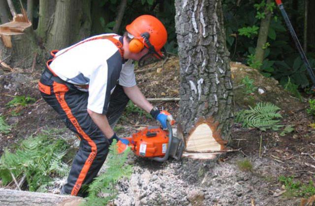 felling_trees - Kingswood Training