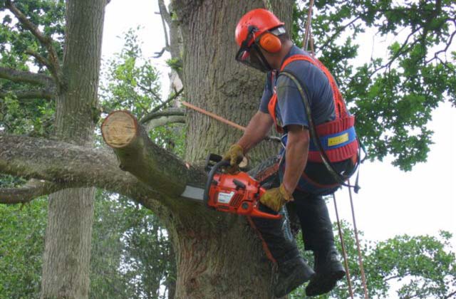 use_of_chainsaw_in_a_tree - Kingswood Training